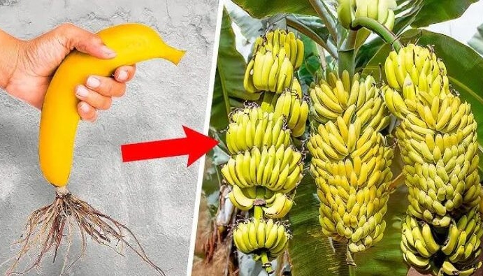 Ghidul începătorului pentru cultivarea bananelor din banane - Sfaturi ...